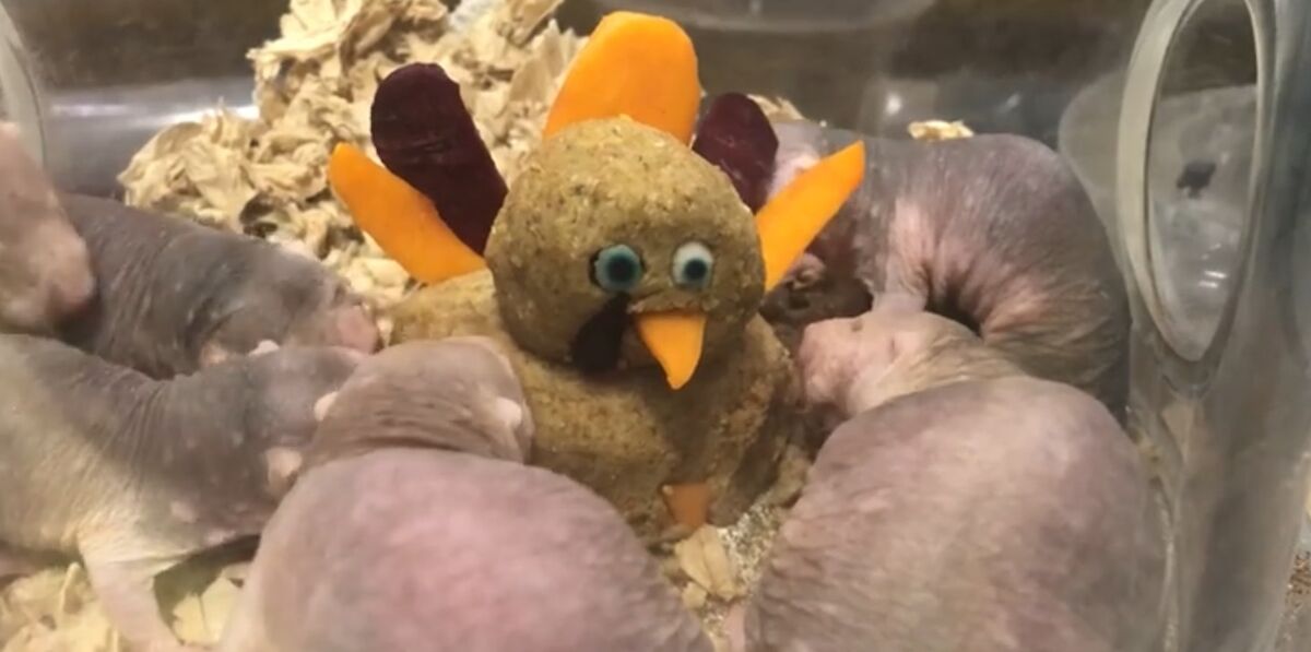 Liberty Science Center :: How the animals at Liberty Science Center ...