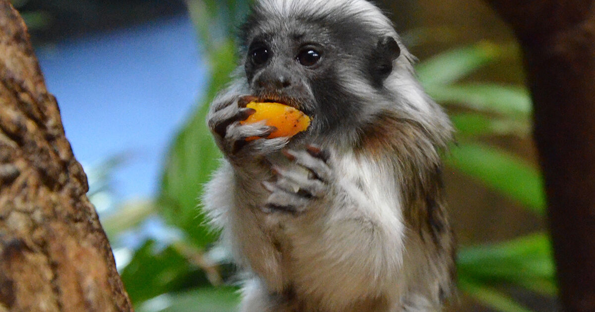 Liberty Science Center :: Tamarin Feedings