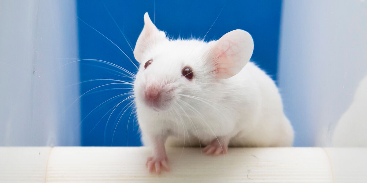 Liberty Science Center :: Genetically engineered mice have successfully ...