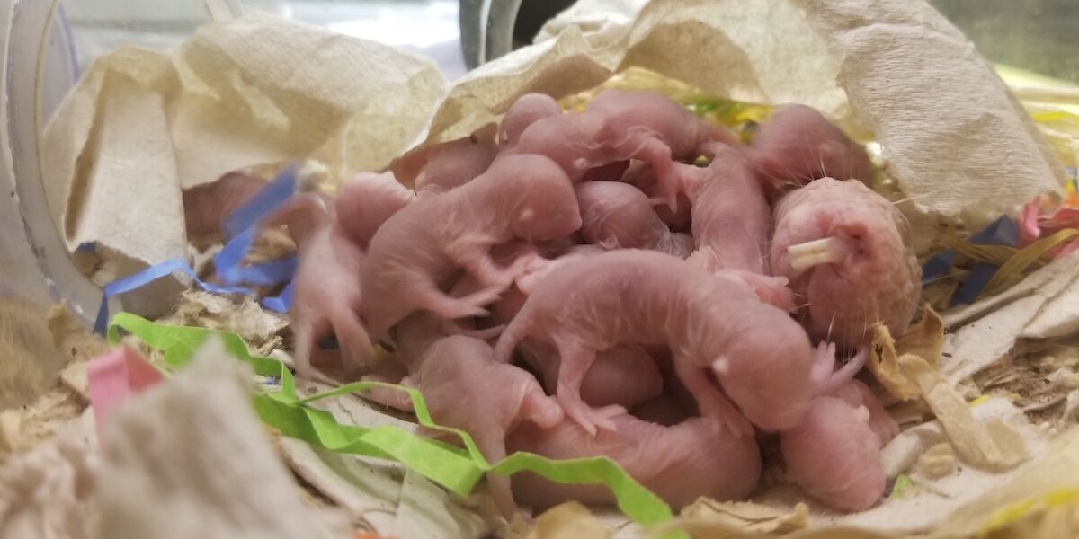 Liberty Science Center :: Our naked mole rats had babies...again!