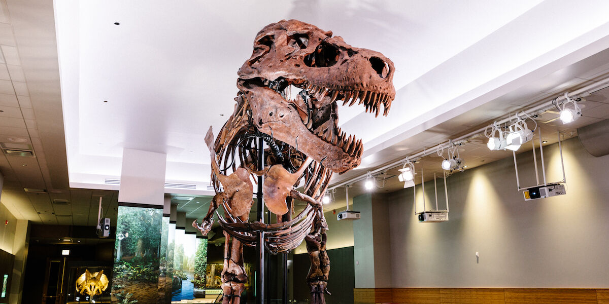 Liberty Science Center :: SUE: The T.rex Experience opens at LSC on May 22