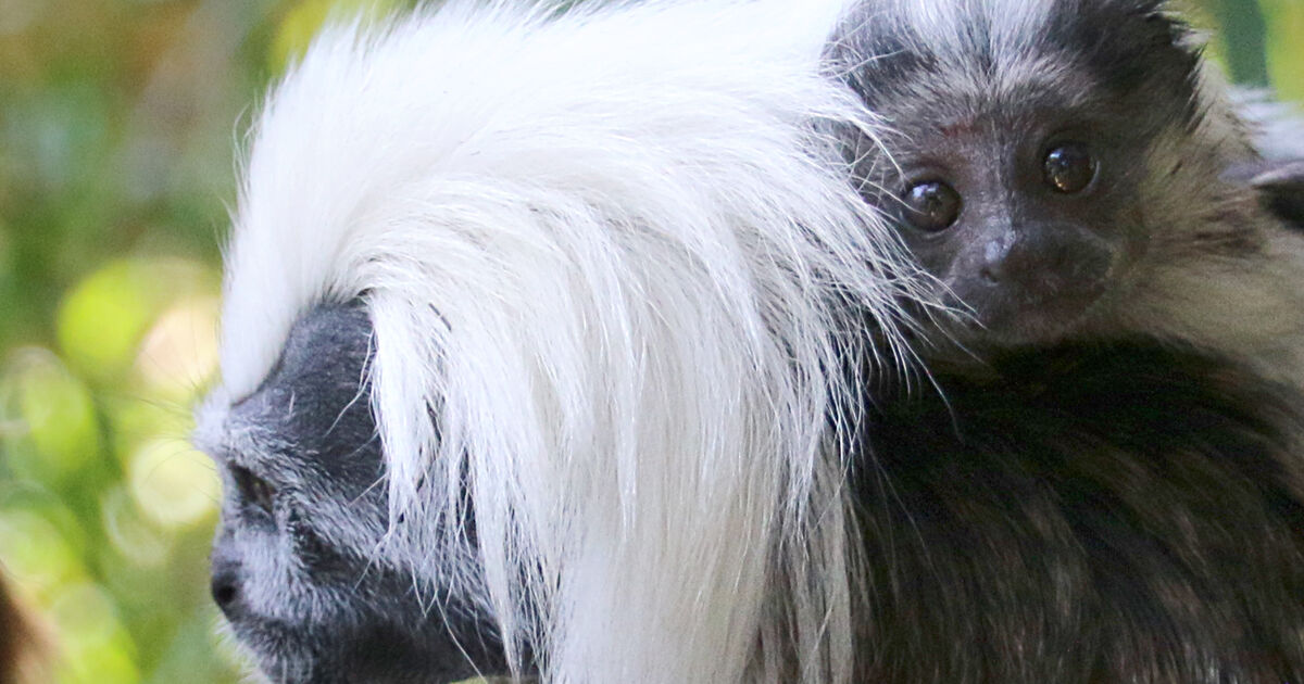 Liberty Science Center :: Adopt a tamarin, support animal conservation ...