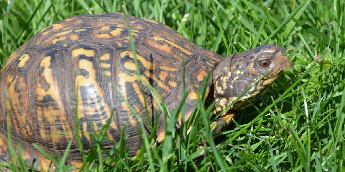 Liberty Science Center :: Let’s celebrate World Turtle Day!