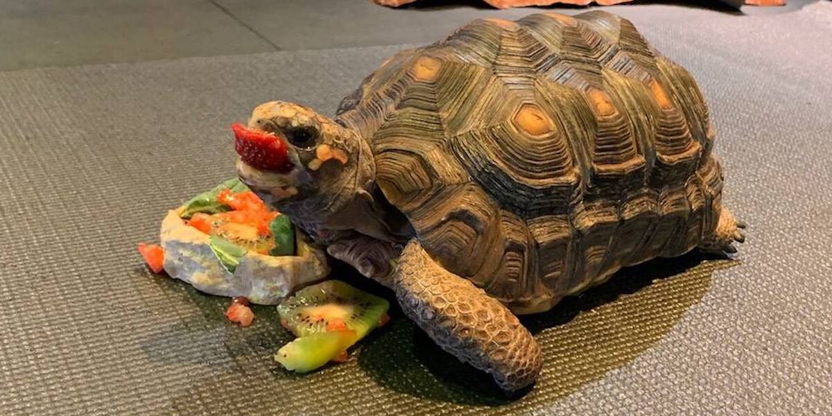 Liberty Science Center :: Celebrate Tortellini the Tortoise's Hatch Day ...