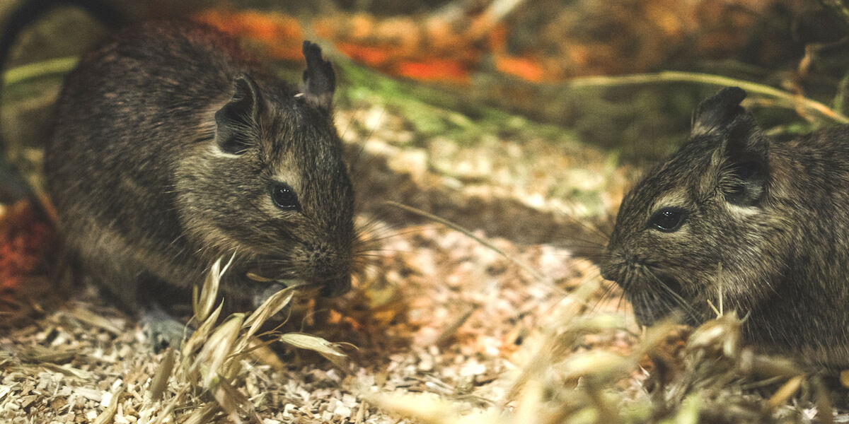 Liberty Science Center :: Meet the new baby degus!