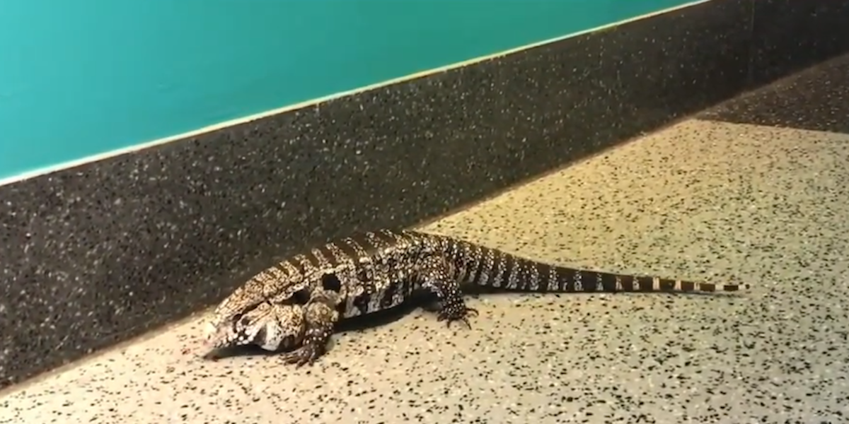 Liberty Science Center :: Meet LSC’s Animals: Argentine Black and White ...