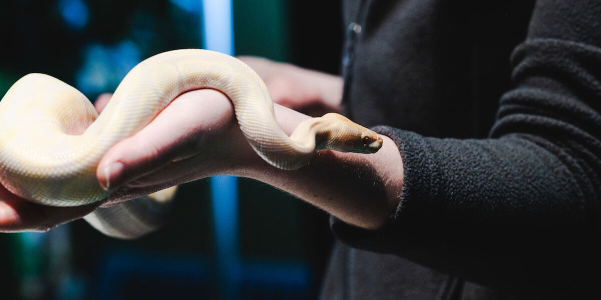 Liberty Science Center :: Our youngest ball python snake still has more ...