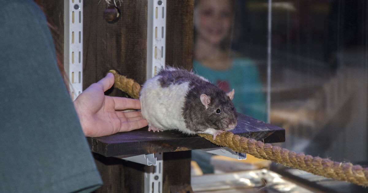 Liberty Science Center :: The Rat Olympics