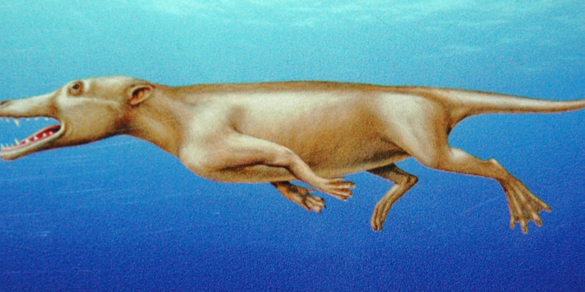 Liberty Science Center :: Whale Evolution: A Rapid Transition from Land ...