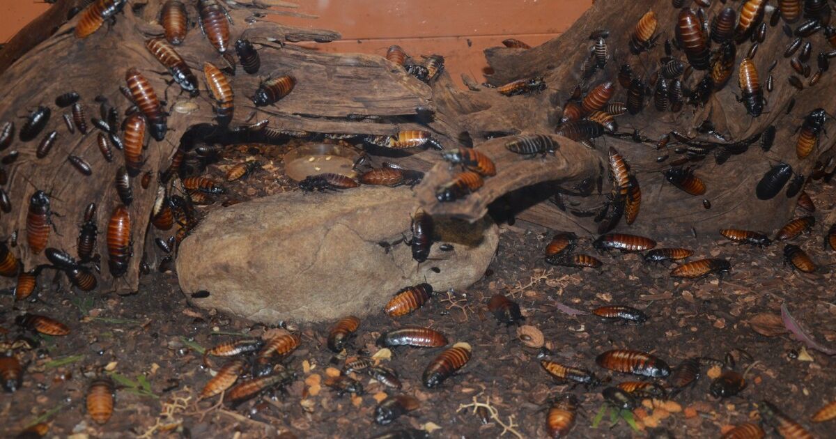 Liberty Science Center :: How many cockroaches do we have this year?