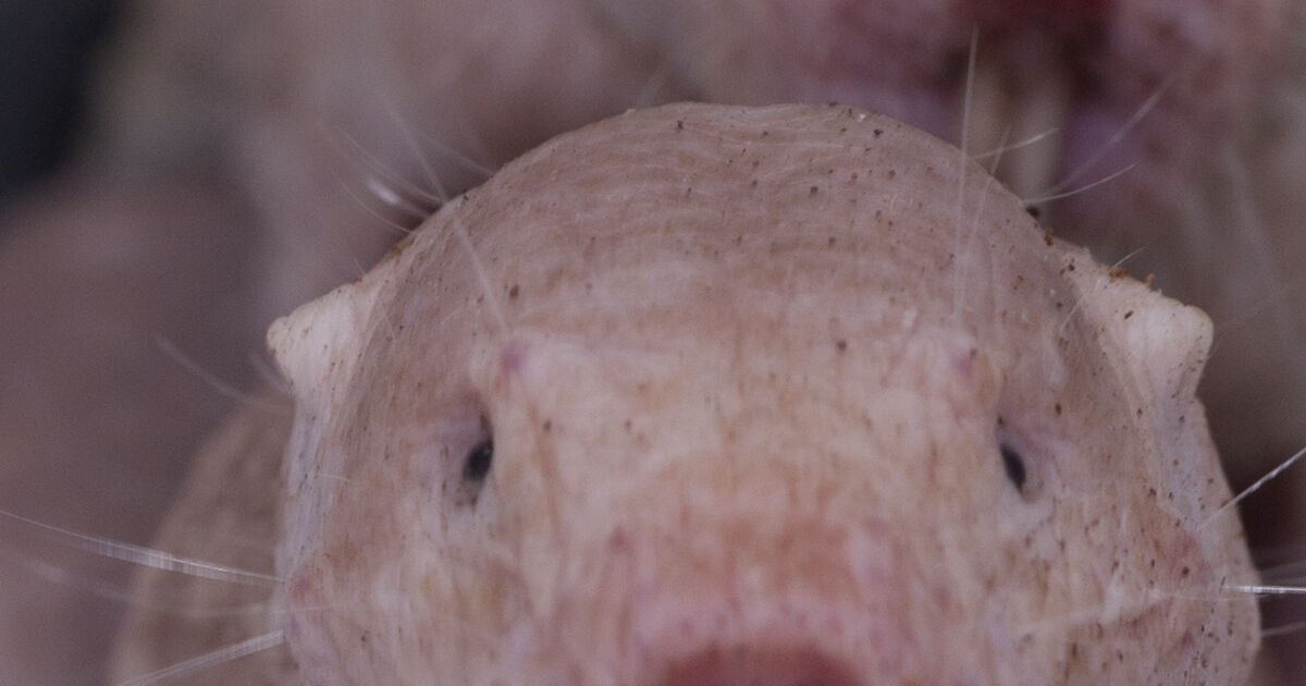 Liberty Science Center :: New scanner technology helps identify naked ...